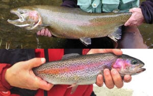 Are Steelhead and a Rainbow Trout The Same Fish? | Fish'n Canada