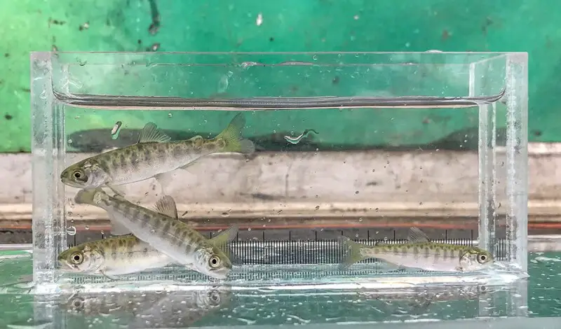 Chinook Salmon Stocking Program – Fish'n Canada