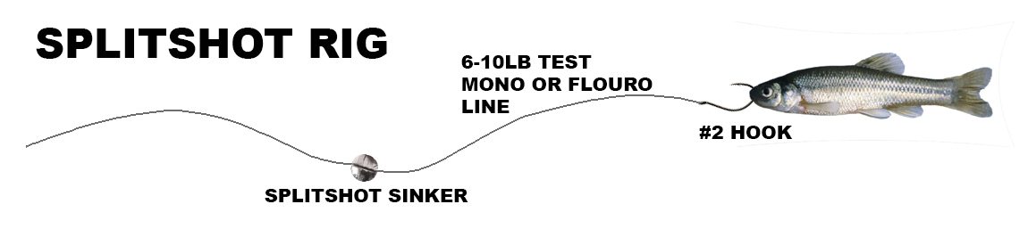 live bait splitshot rig – Fish'n Canada