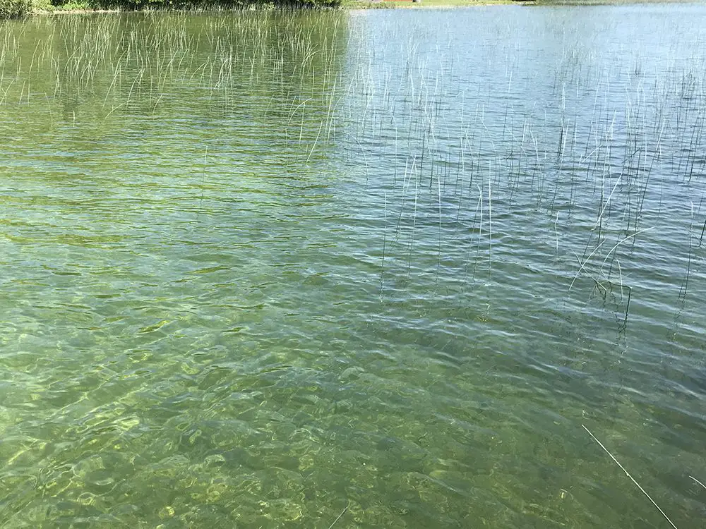 pencil_reeds – Fish'n Canada