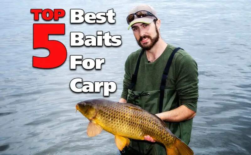 Top 5 Best Baits For Carp Fishing – Fish'n Canada