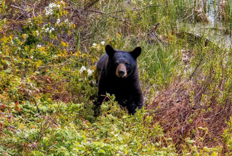 Bear Gallbladder Poaching: Is $67,370 In Fines Enough? – Fish'n Canada