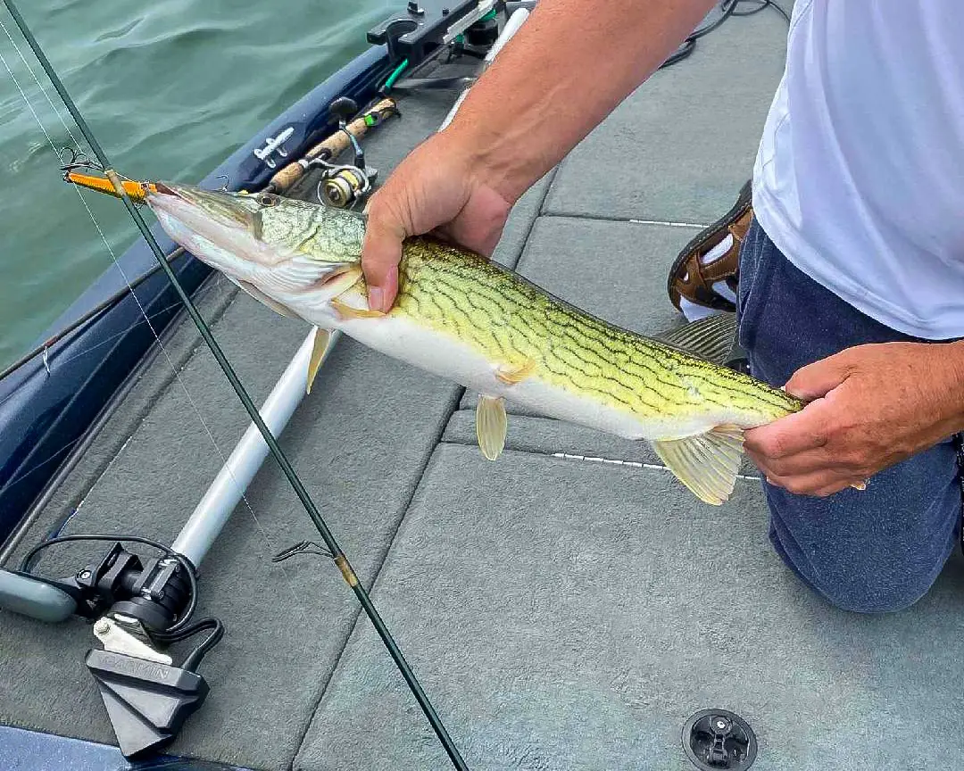 Will The Real Pickerel Please Stand Up? | Fish'n Canada