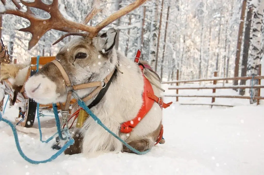 Are Caribou and Reindeer the Same Animal? | Fish'n Canada