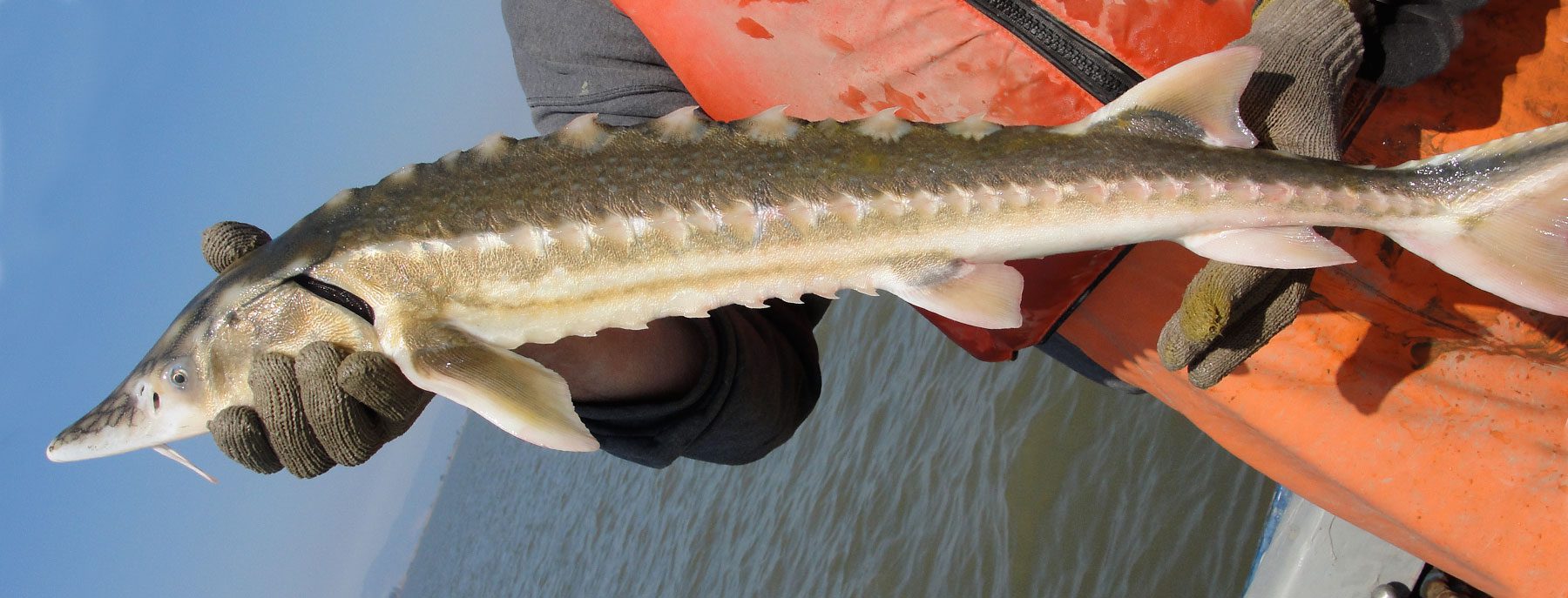 Phone Call Leads to Rescue of Endangered Sturgeon – Fish'n Canada