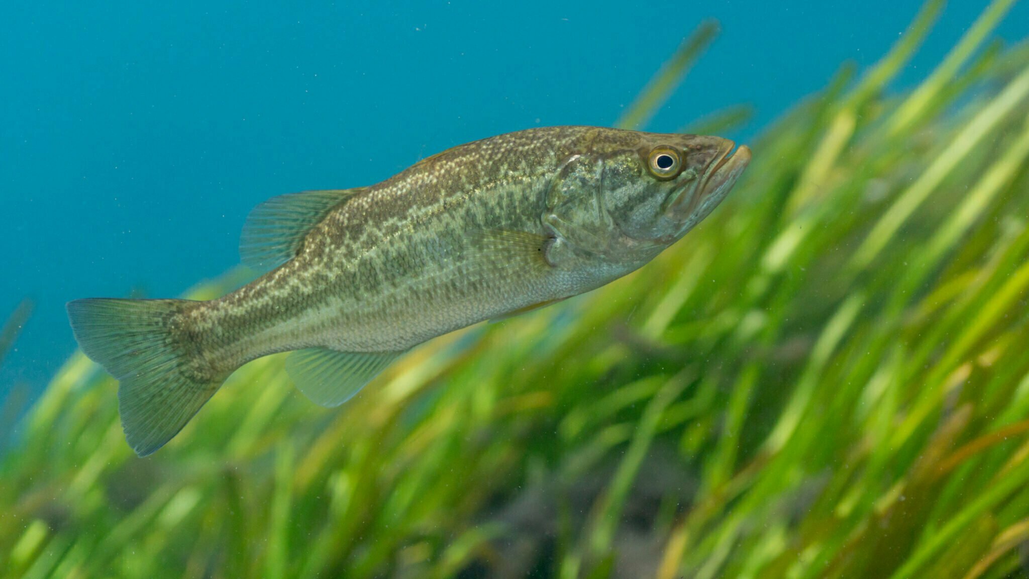 Top 10 Weed Types for Fishing – Fish'n Canada