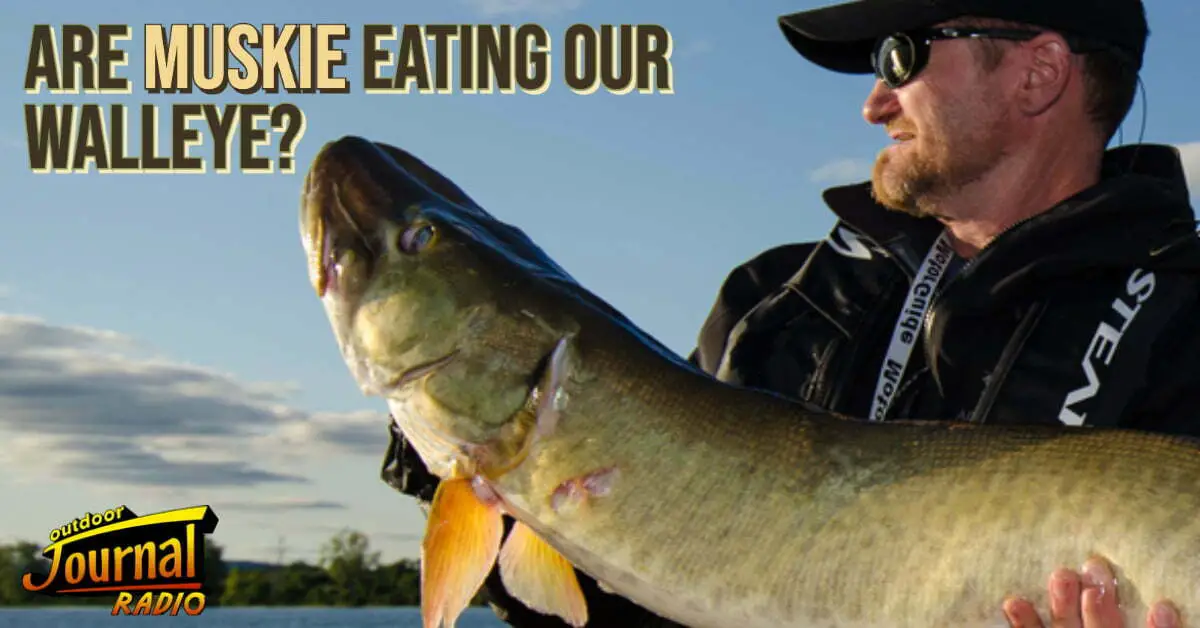 Are Muskie Eating Our Walleye? | Fish'n Canada