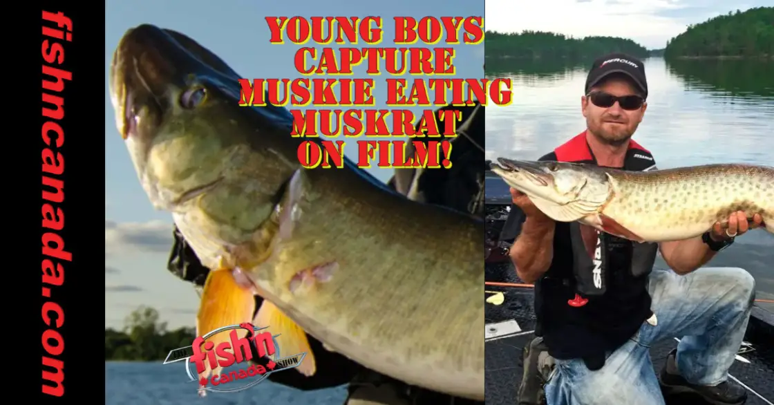 Young Boys Capture Muskie Eating Muskrat On Film! – Fish'n Canada