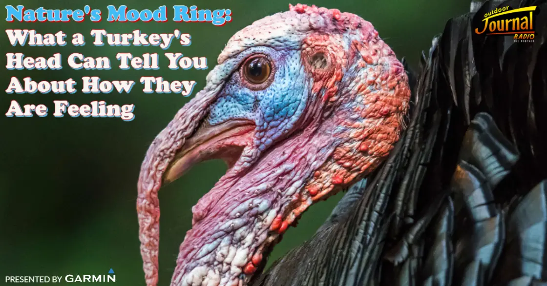 Nature’s Mood Ring: What a Turkey’s Head Can Tell You About How They ...