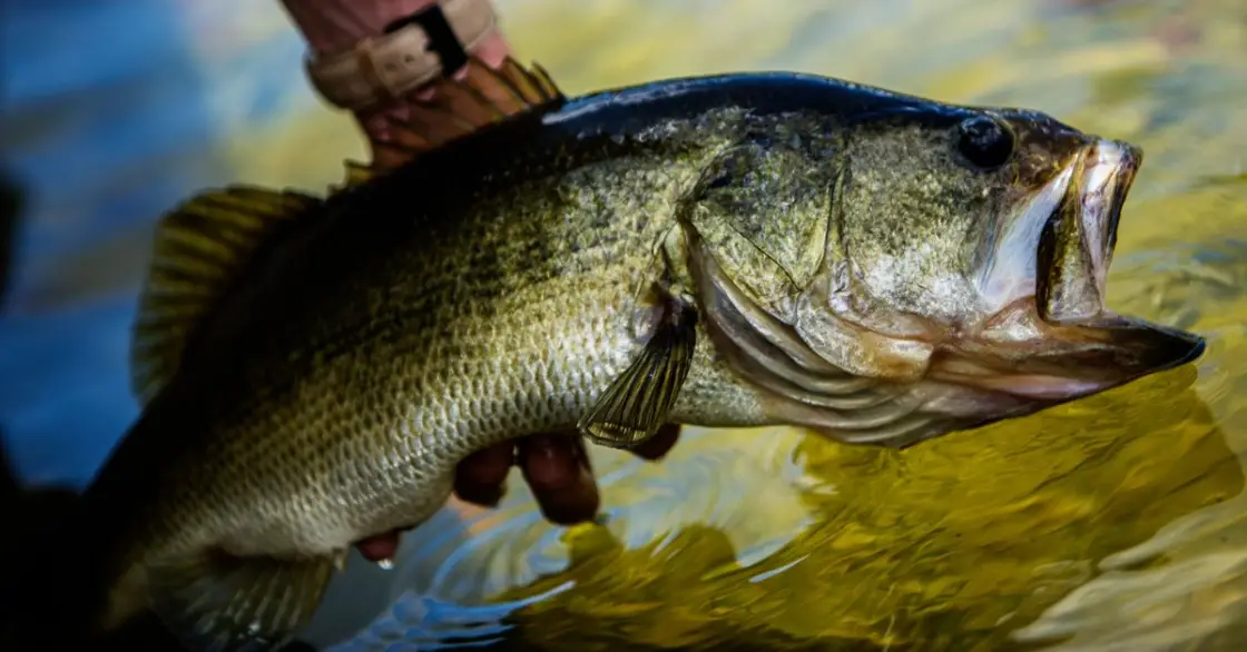 Texan Catches World Record Largemouth Bass – Fish'n Canada
