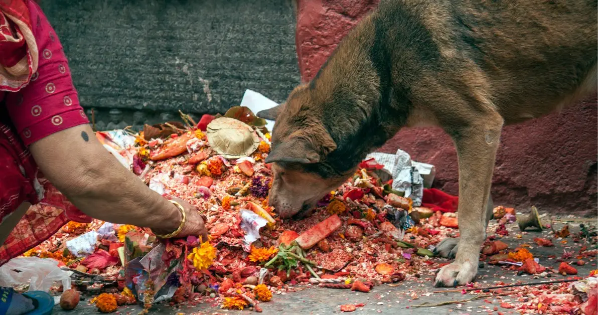 Why Coyotes Attack Humans – Fish'n Canada