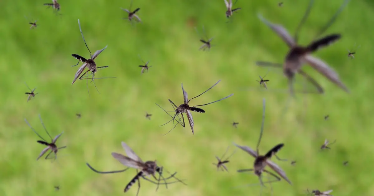 Can Colors Repel Mosquitoes? | Fish'n Canada