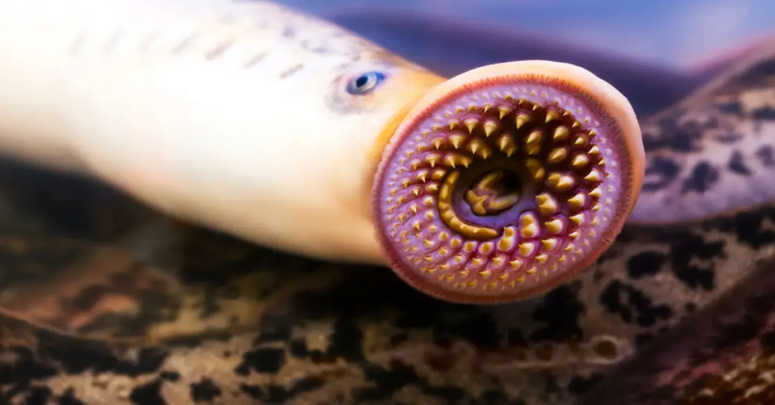 Vampire Fish Infesting Toronto Rivers – Fish'n Canada