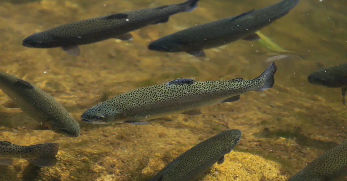 Parks Canada Closes BC Lake Due to Whirling Disease – Fish'n Canada