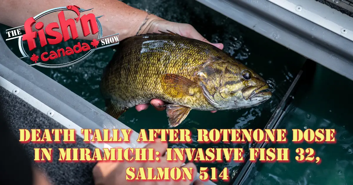 Death Tally After Rotenone Dose in Miramichi: Invasive Fish 32, Salmon ...