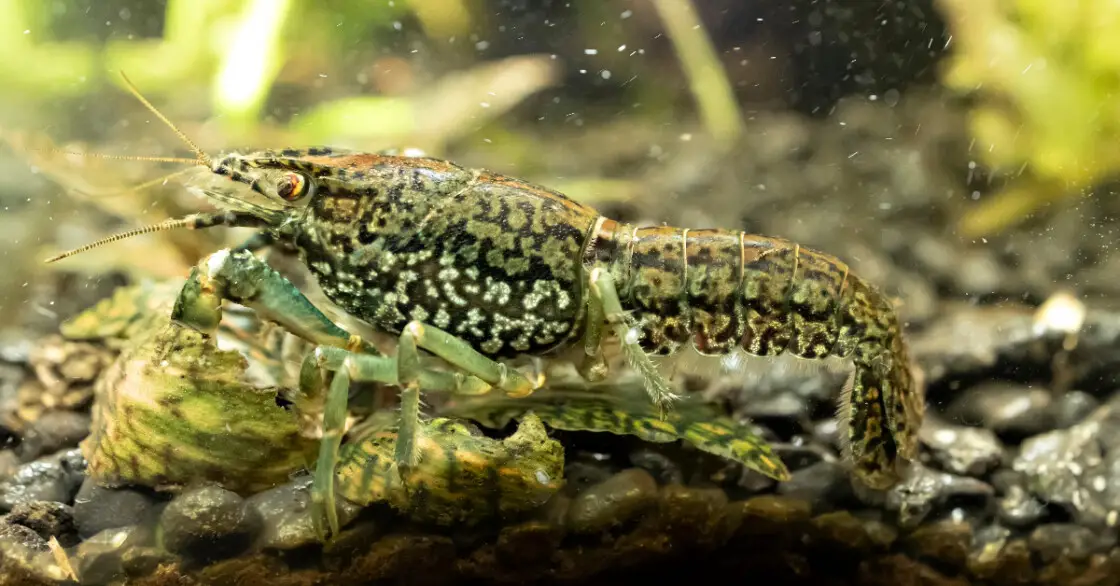 Invasive Lobster-Like Creature Found in Ontario – Fish'n Canada